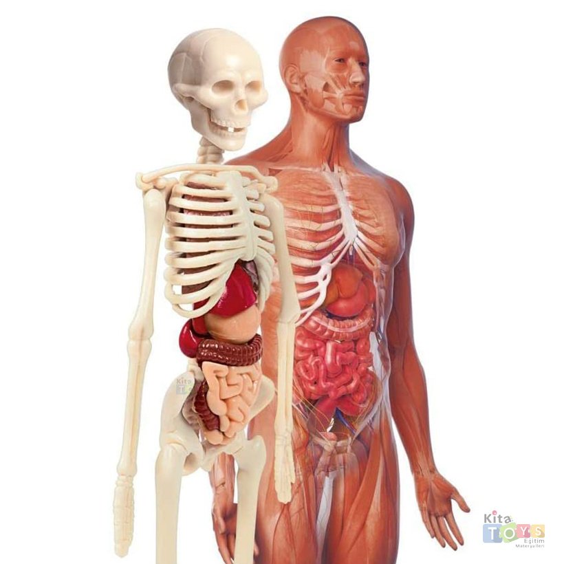 İnsan Anatomisi Modeli (İskelet Sistemi, İç Organlar) 64297 Maketi ... İnsan Anatomisi Modeli (İskelet Sistemi, İç Organlar) 64297 Maketi ...