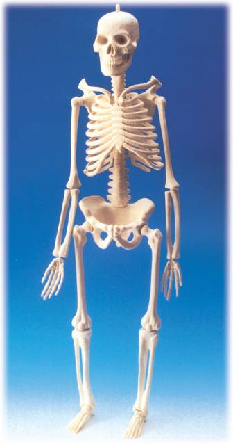 İskelet Sistemi Fen ve Doğa Köşesi Maketi 46 cm | 15 Yıllık Hizmet. İskelet Sistemi Fen ve Doğa Köşesi Maketi 46 cm | 15 Yıllık Hizmet.