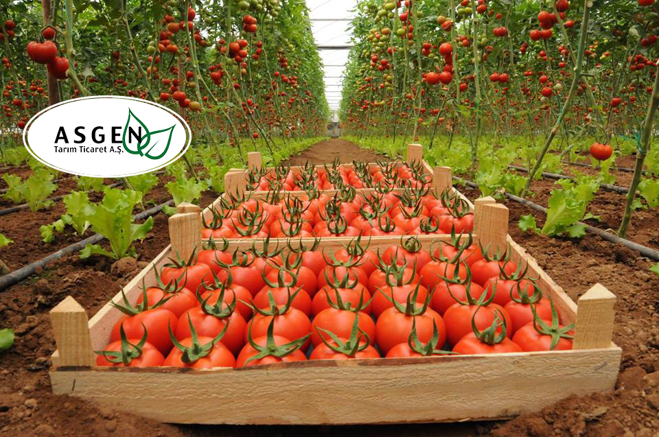 Domates Tohumu Nasıl Ekilir ? - Asgen Tarım
